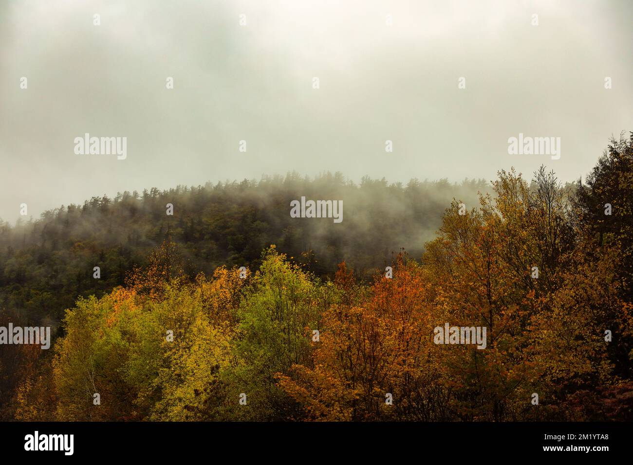 Trees and leaves covered in fog and clouds on an autumn day Stock Photo ...