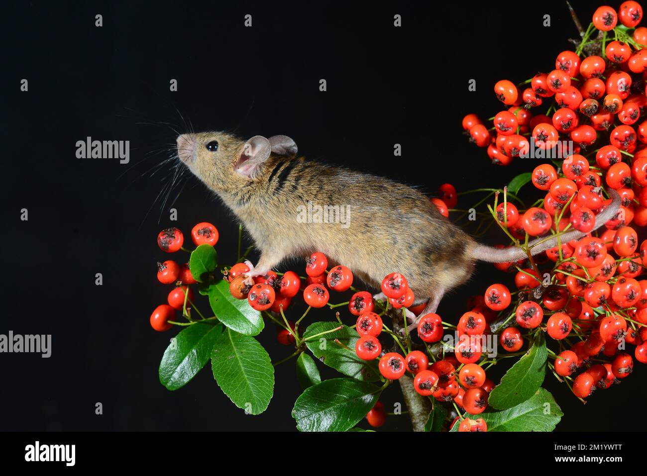 House mouse mus domesticus Stock Photo - Alamy