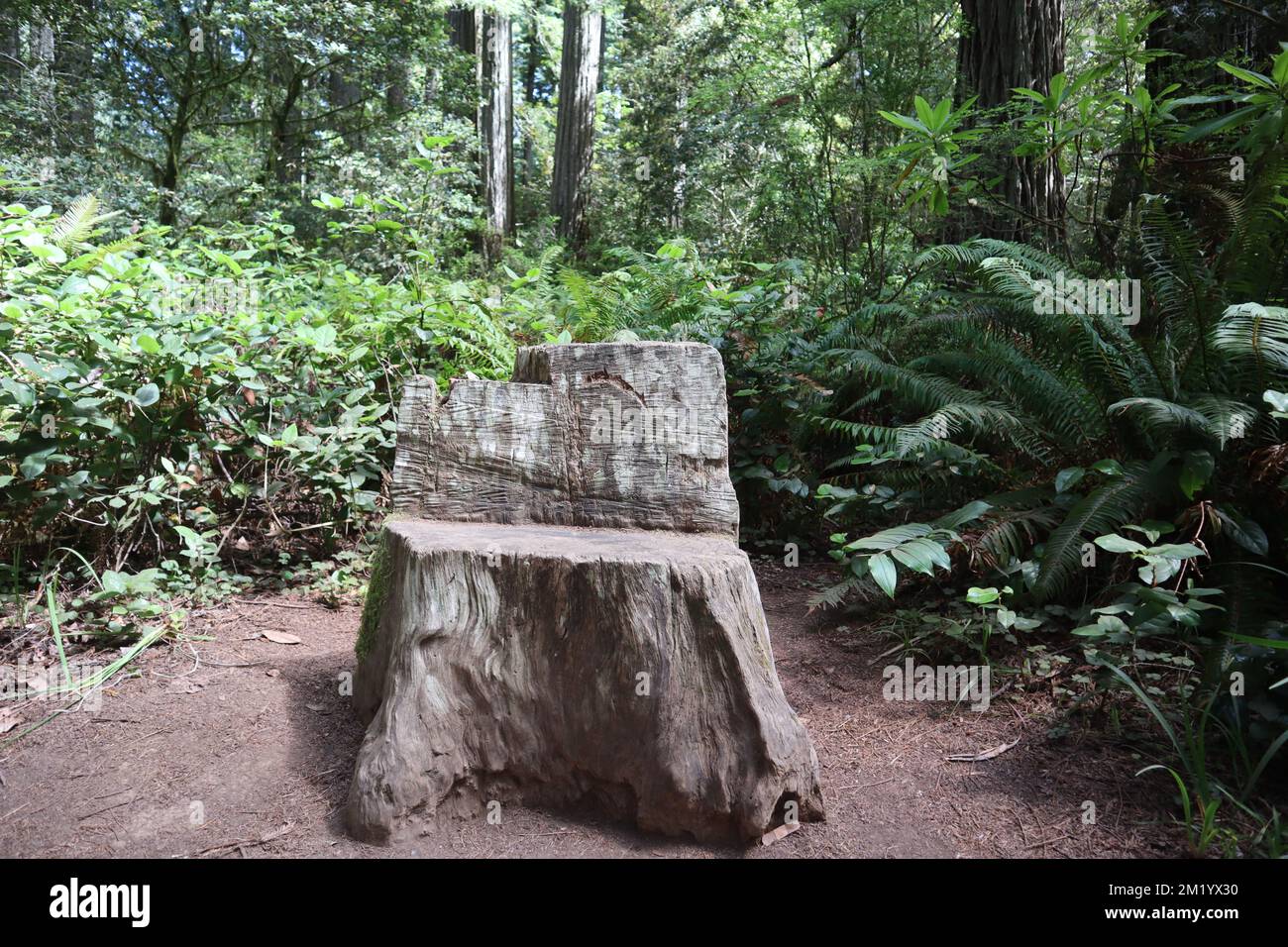 A stump chair in a Redwood forest with ferns in Humboldt County ...