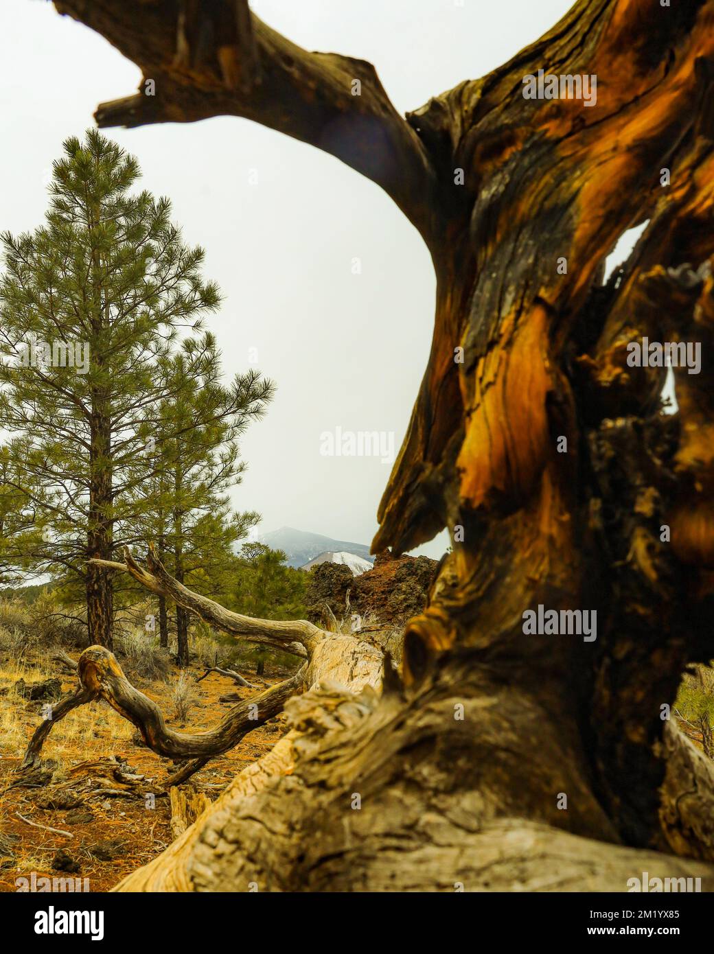 A large tree that has fallen over framing a small mountain and tree in ...