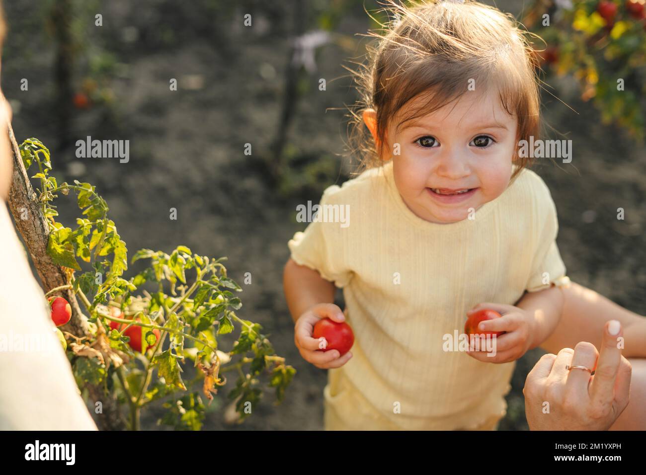 A little baby girl picking tomatoes in a greenhouse. Kid gardening and ...