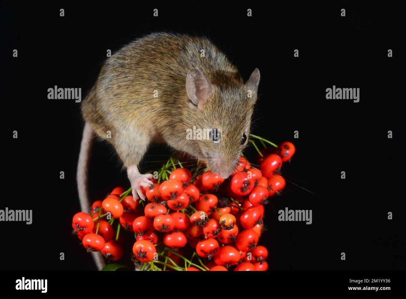 House mouse mus domesticus Stock Photo - Alamy