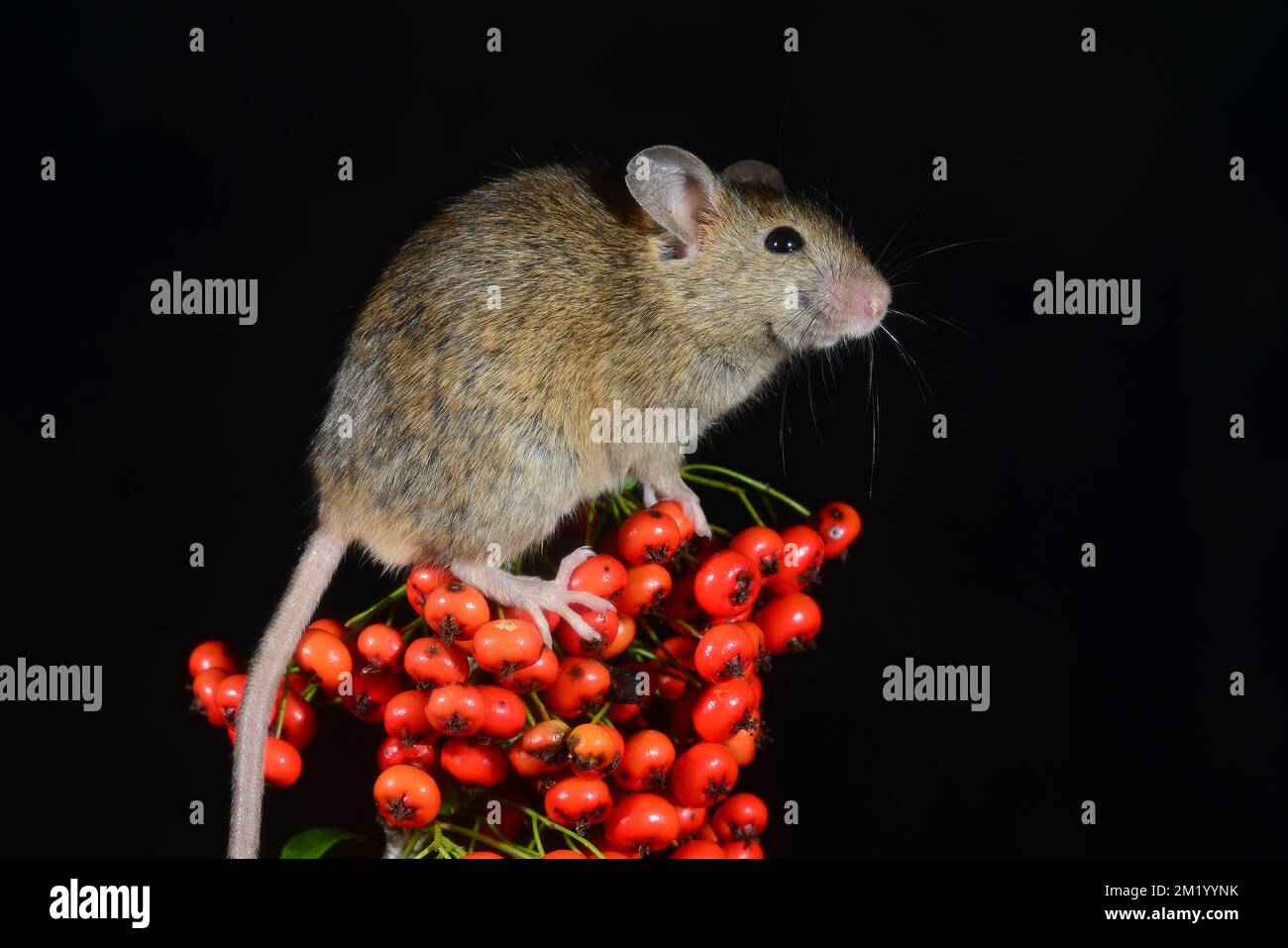 House mouse mus domesticus Stock Photo - Alamy
