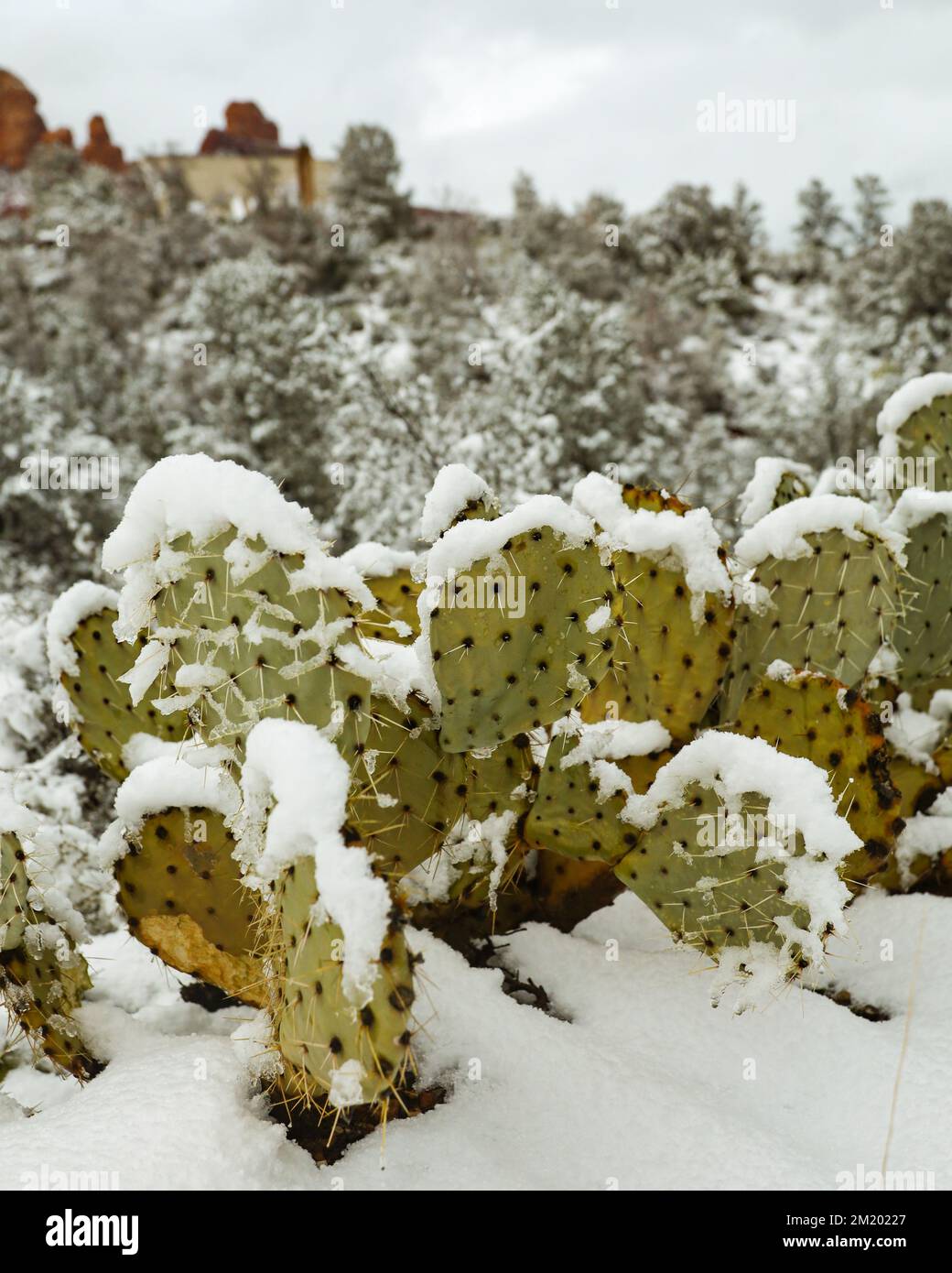 A prickly pear cactus covered in snow Stock Photo - Alamy