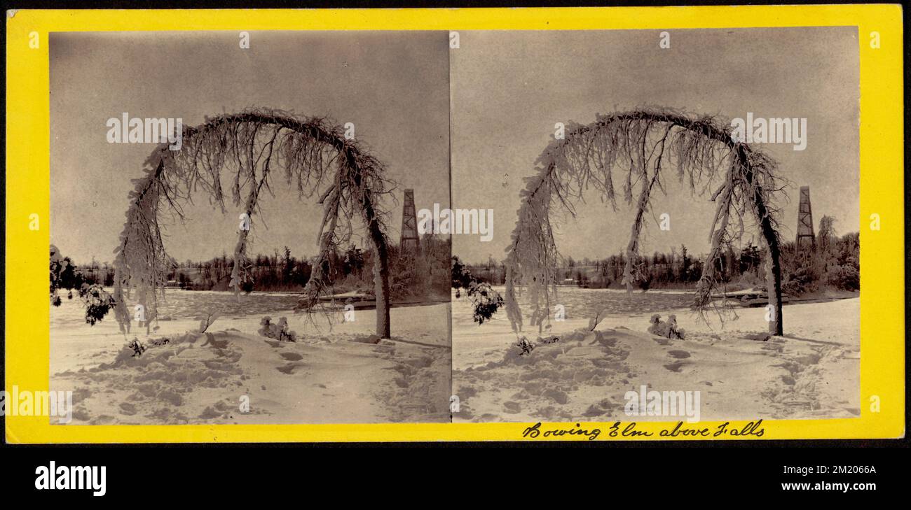 The bowing elm above the falls, Canada side , Trees, Snow Stock Photo ...