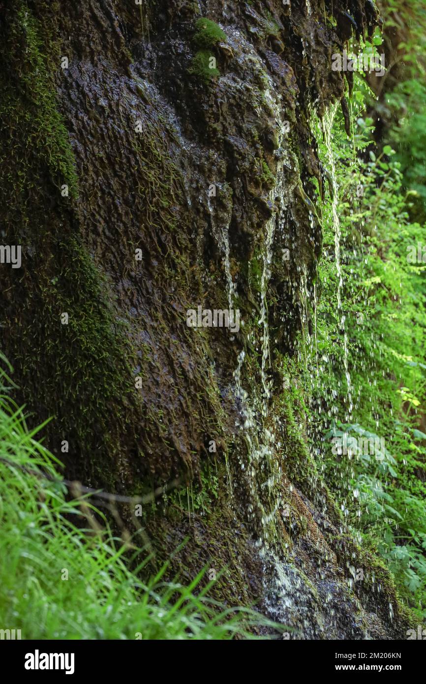Arizona moss water hi-res stock photography and images - Alamy