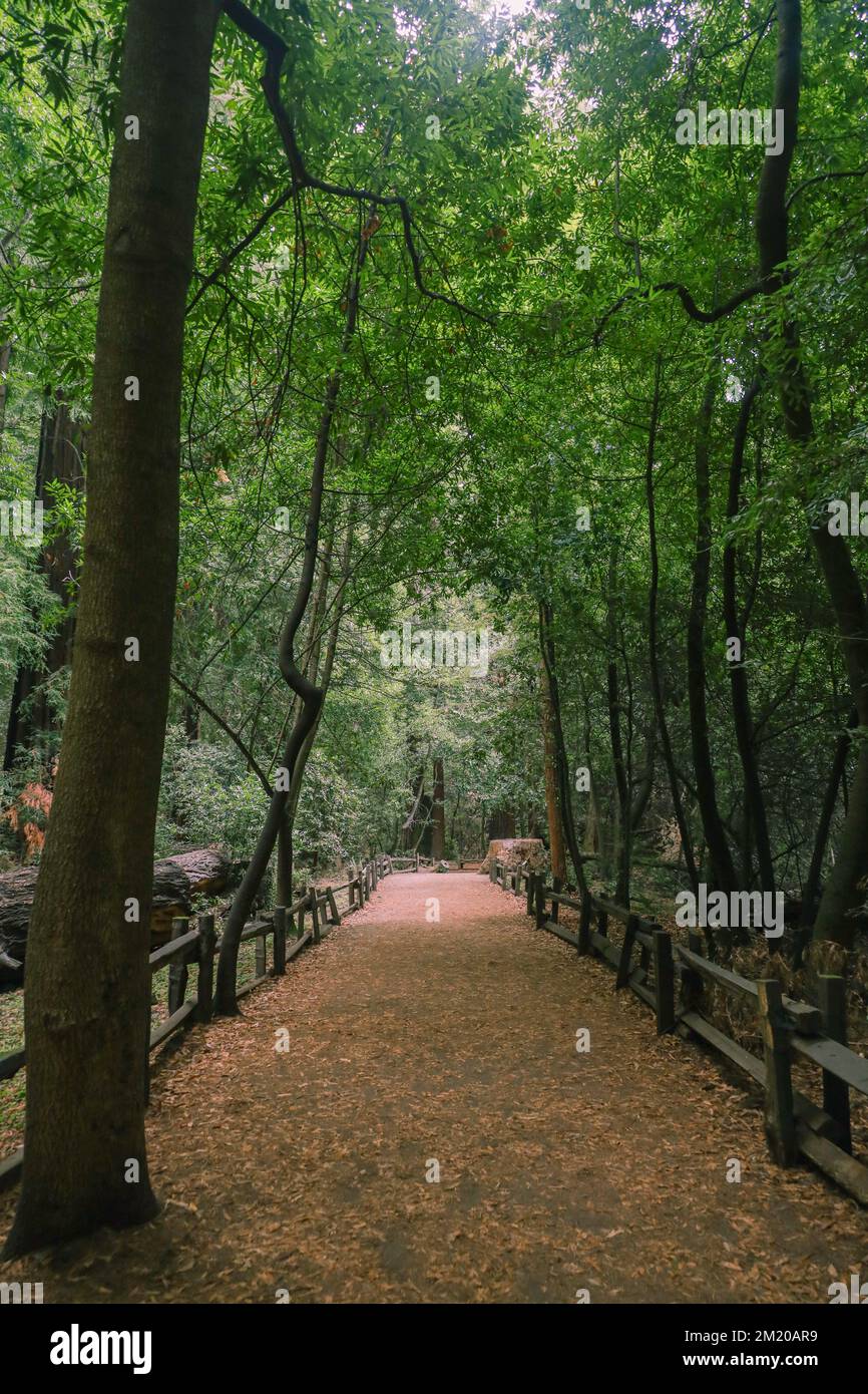 Path through a forests surrounded by tall, dense Redwood trees Stock ...