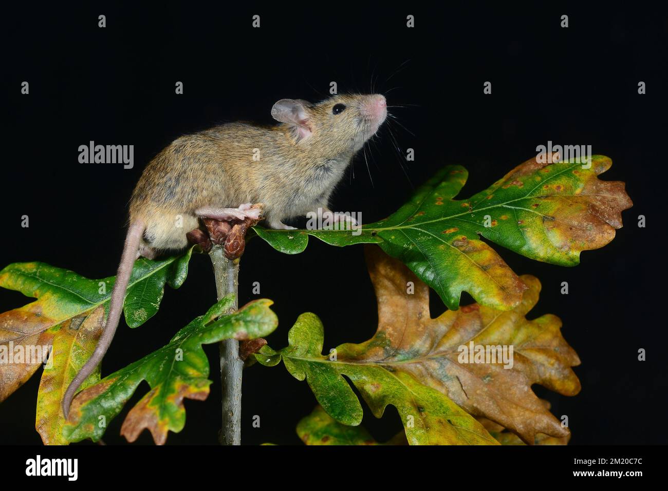 House mouse mus domesticus Stock Photo - Alamy