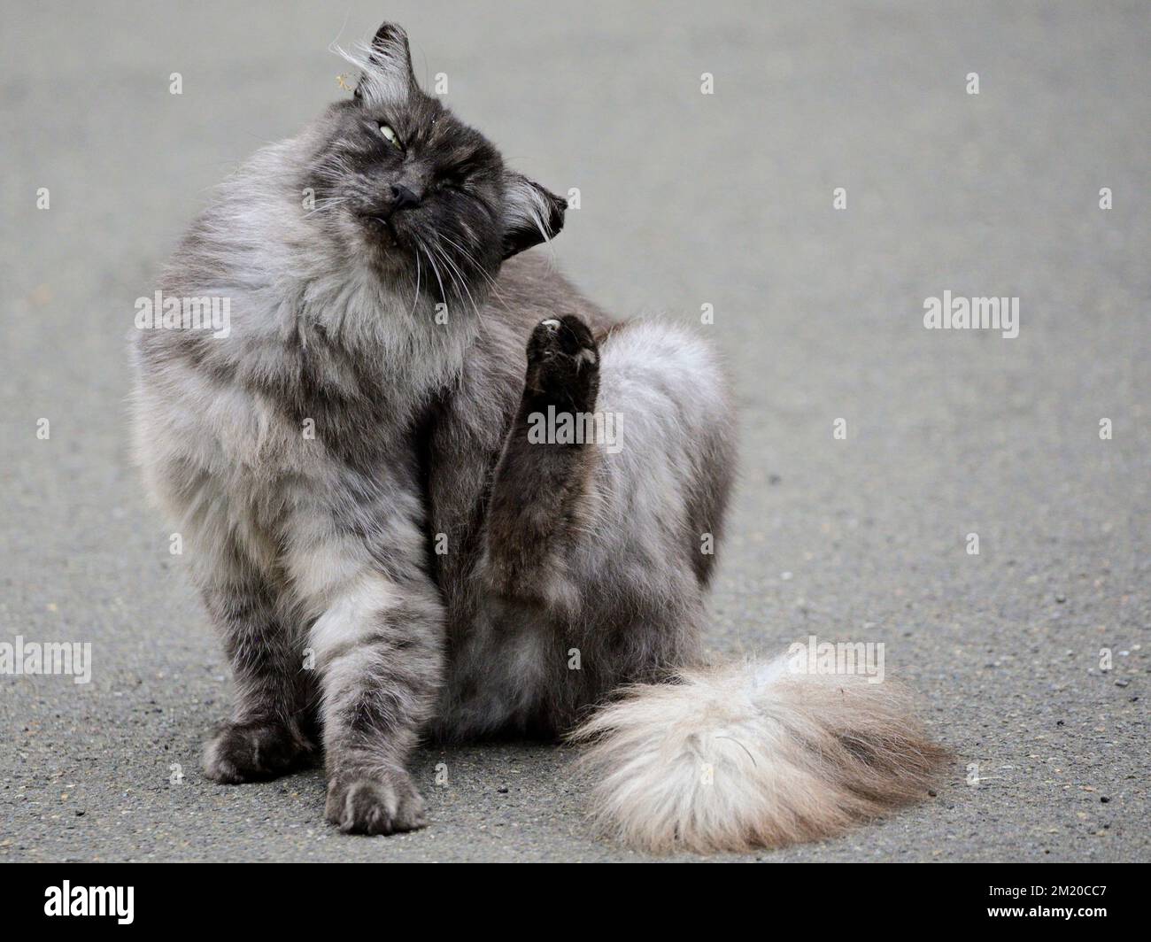 An adorable furry cat sitting on an asphalt road and scratching itself ...