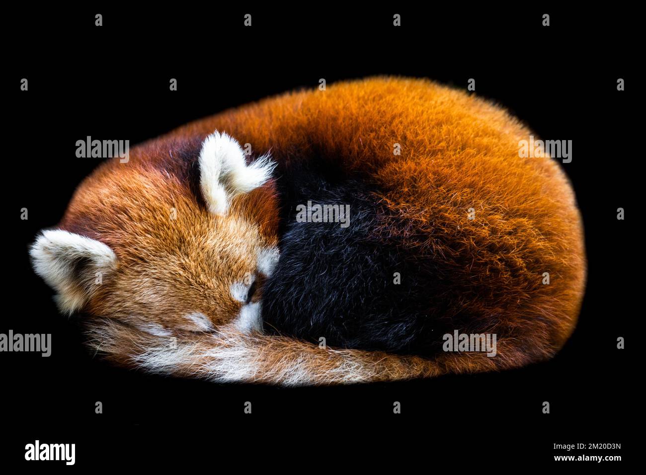 A Red panda sleeping with a black background Stock Photo - Alamy