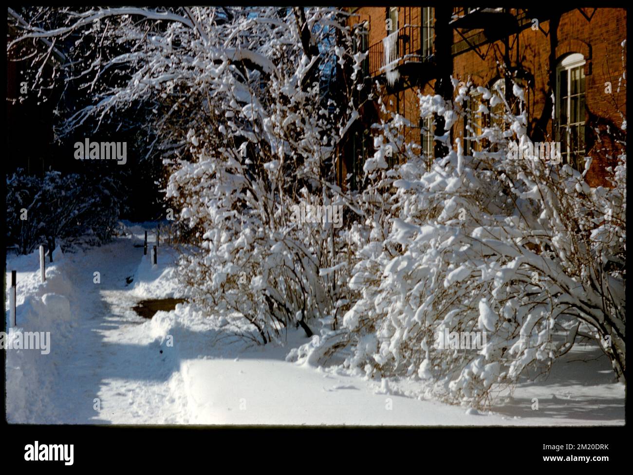 Branches covered in snow , Snow, Shrubs. Edmund L. Mitchell Collection ...