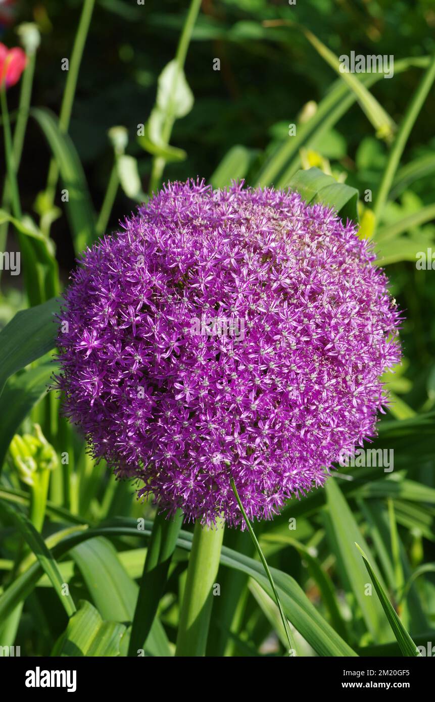 A selective focus of Giant Allium (Allium giganteum) flower in a green ...