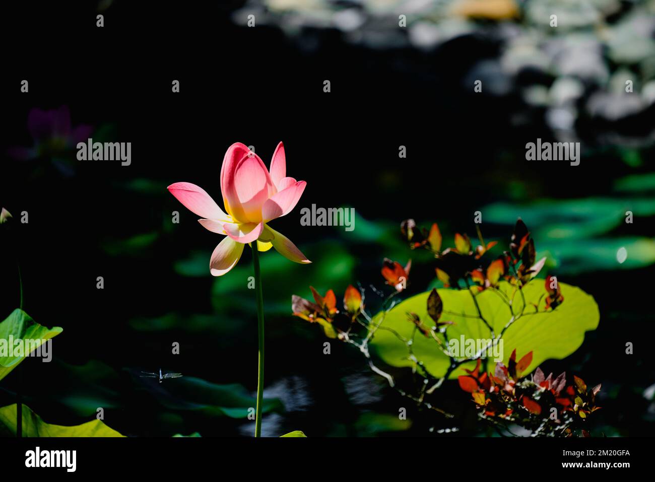 A shallow focus of Carolina Queen Lotus flower and green leaves with ...