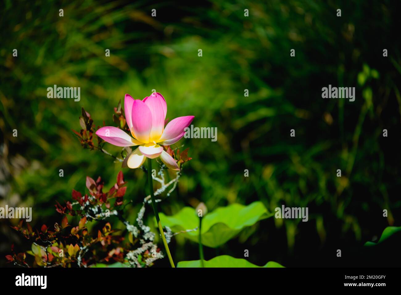 A shallow focus of Carolina Queen Lotus flower and green leaves with ...