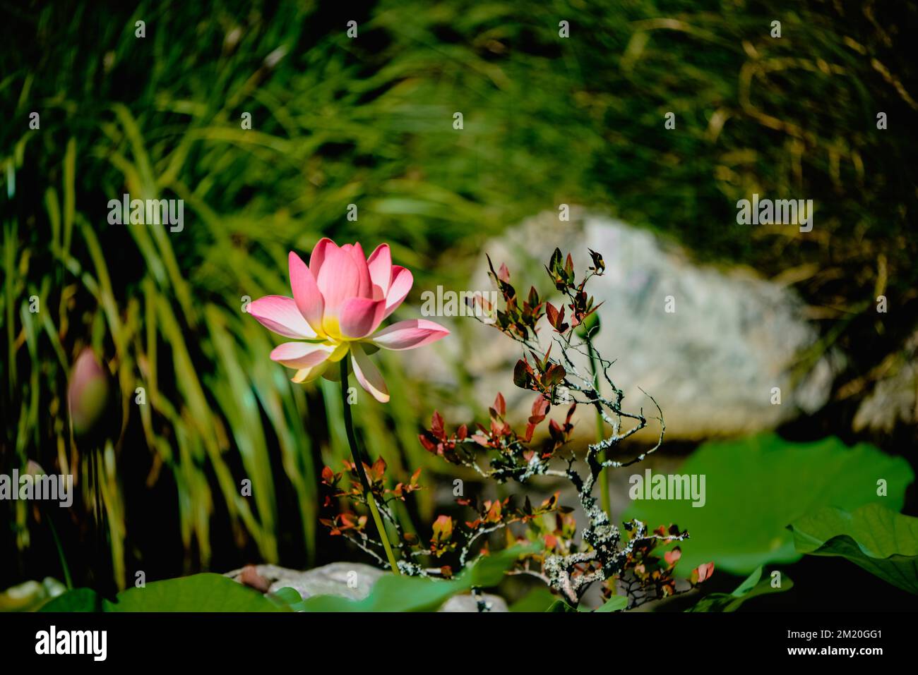 A shallow focus of Carolina Queen Lotus flower and green leaves with ...