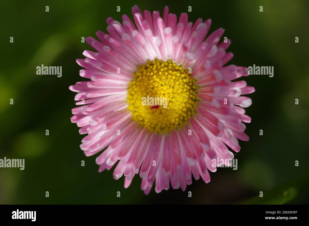 A shallow focus of pink Common daisy, Bellis perennis flower Stock ...
