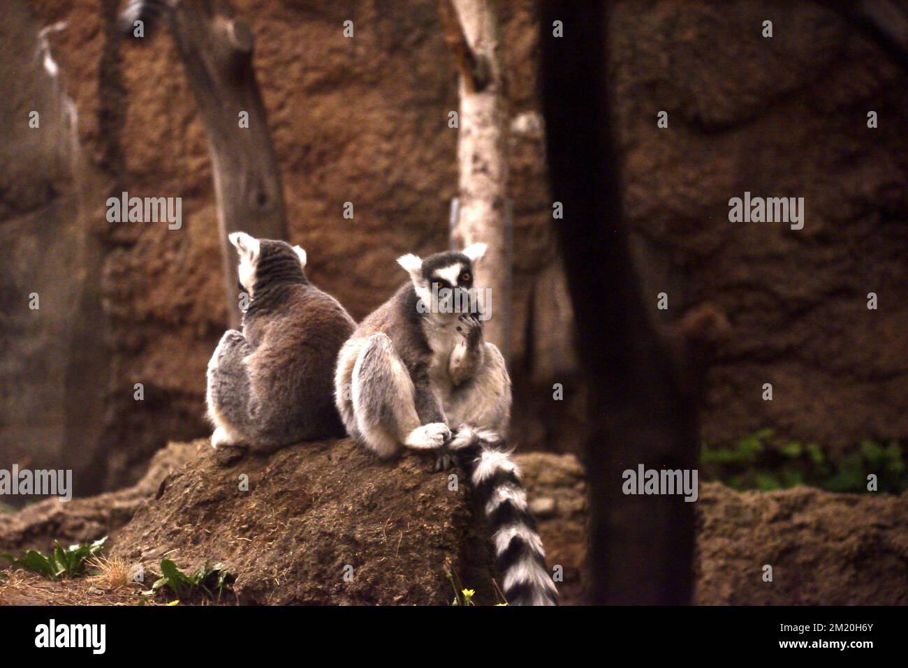 Two ring-tailed lemurs in a zoo Stock Photo - Alamy