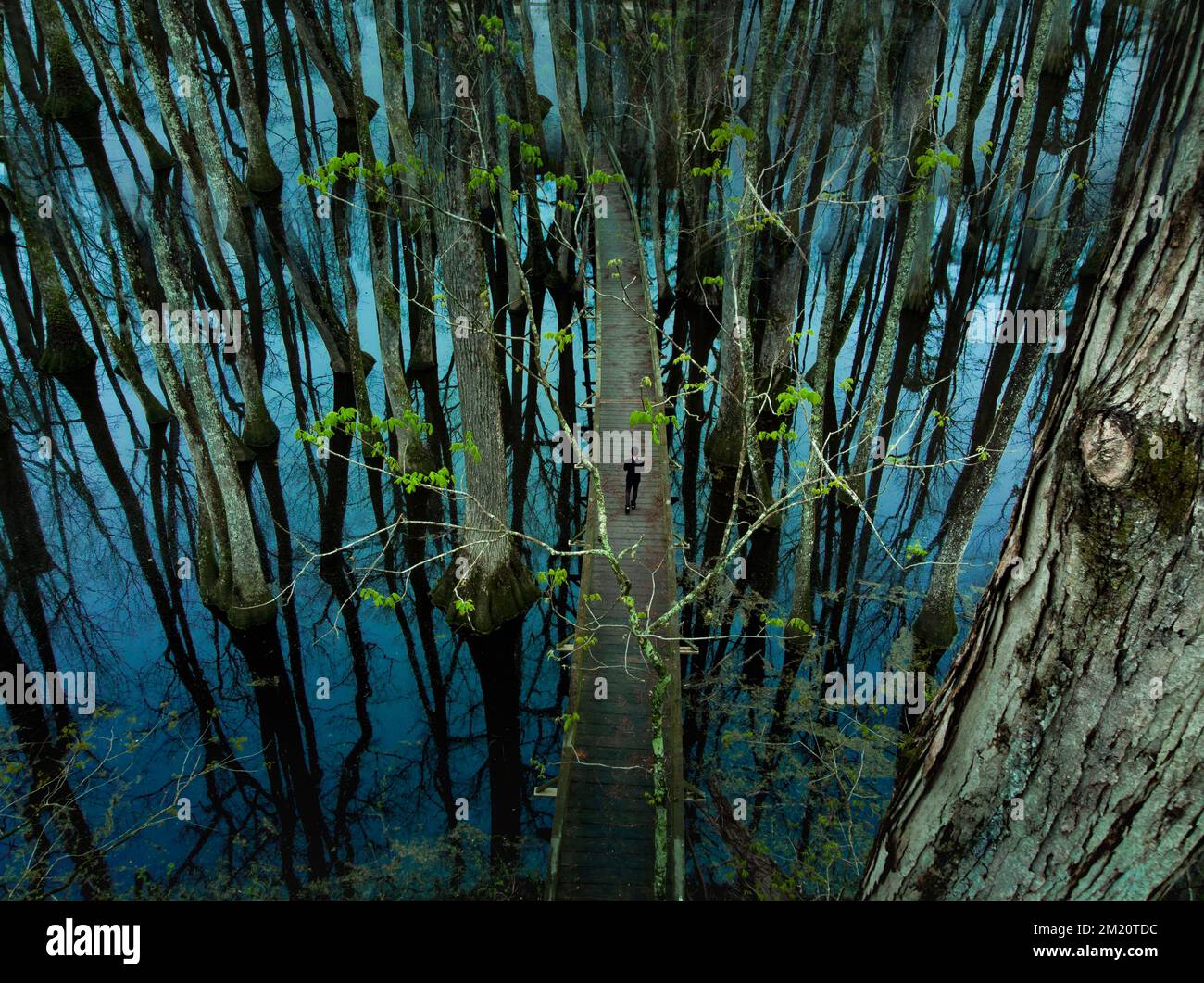 aerial view of cypress swamp on natchez trace parkway Stock Photo - Alamy