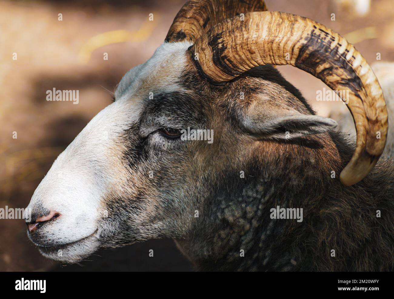 Goat during hi-res stock photography and images - Alamy