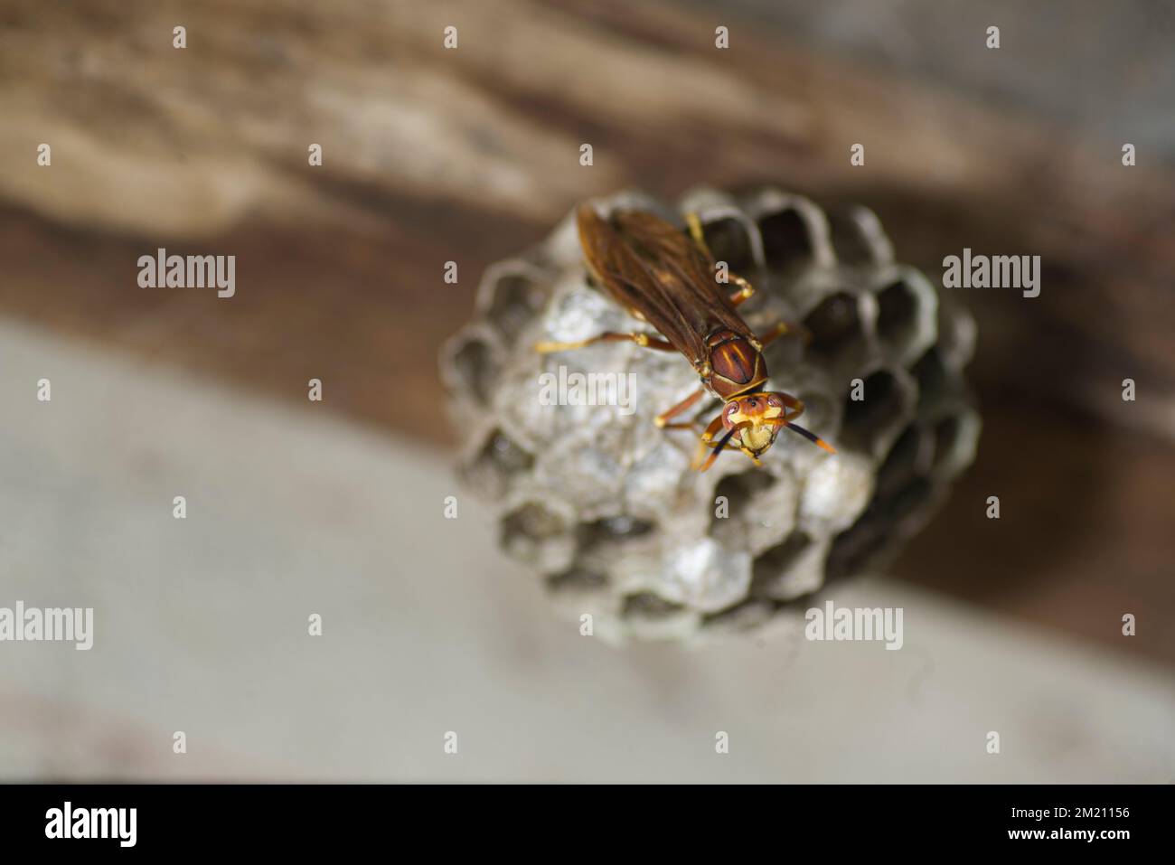 A macro of the Paper wasp nest hanging from the ceiling Stock Photo - Alamy