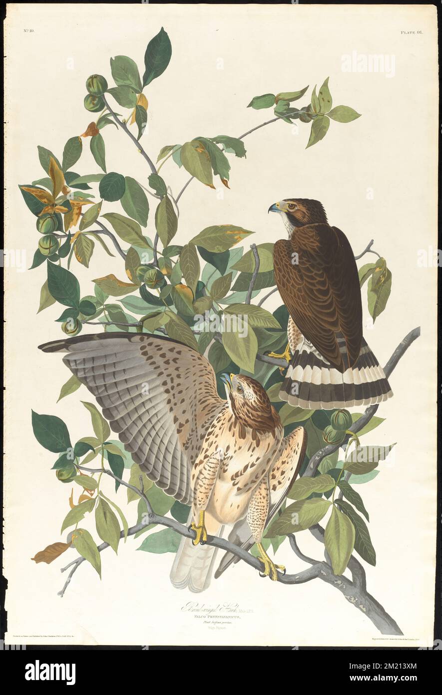 Broad-winged hawk : Male, 1. F, 2. Falco pennsylvanicus. Plant juglans ...