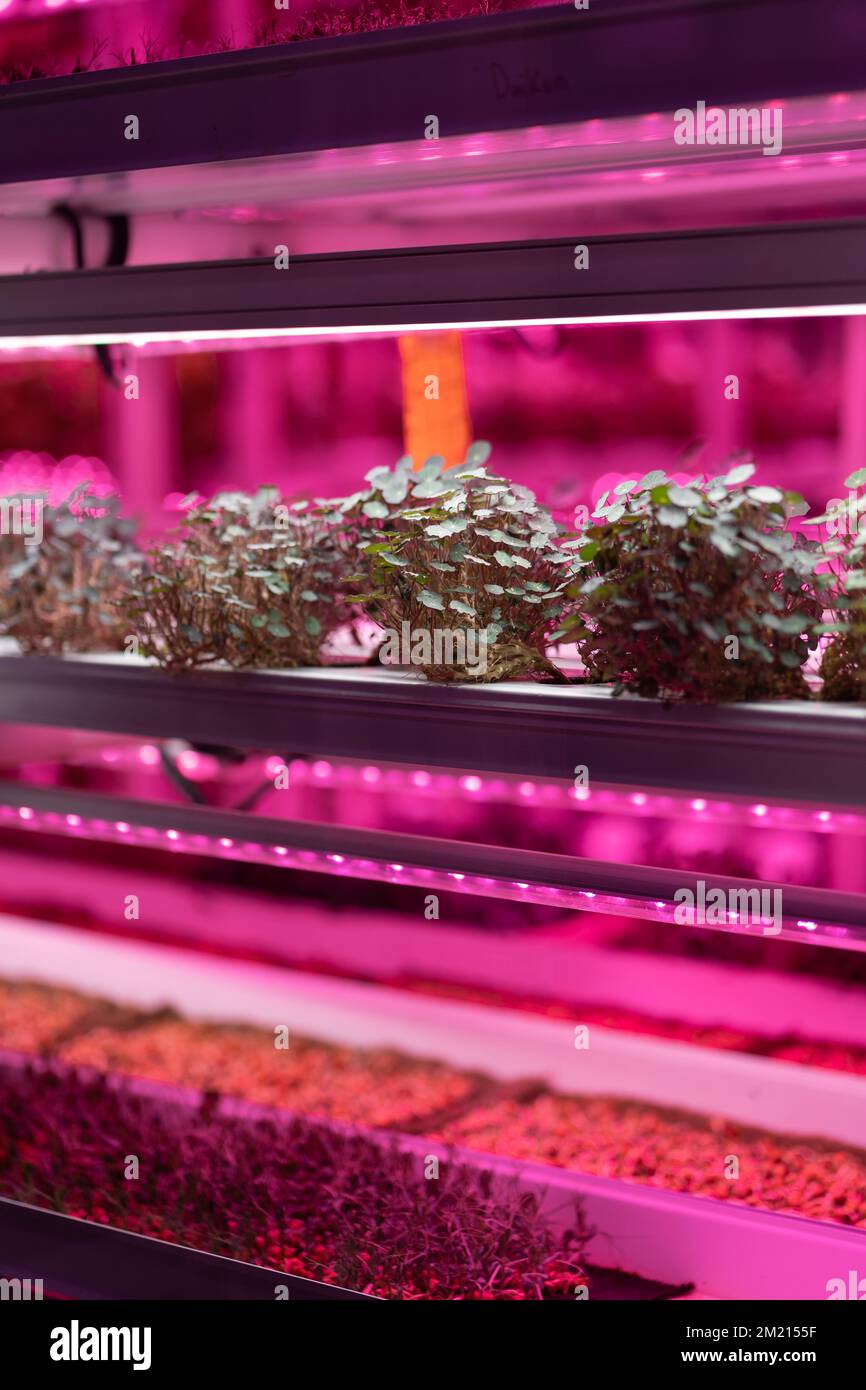 Full spectrum LED grow lights for Nasturtium. Hydroponics and modern ...