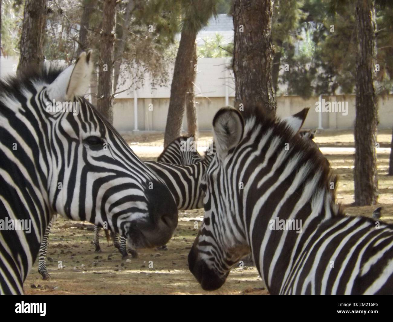 Zebras at the Zoo of Jerusalem Stock Photo - Alamy