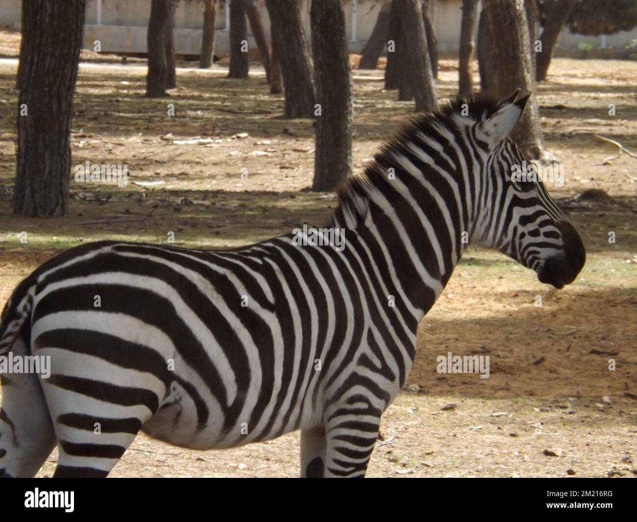 Zebras at the Zoo of Jerusalem Stock Photo - Alamy