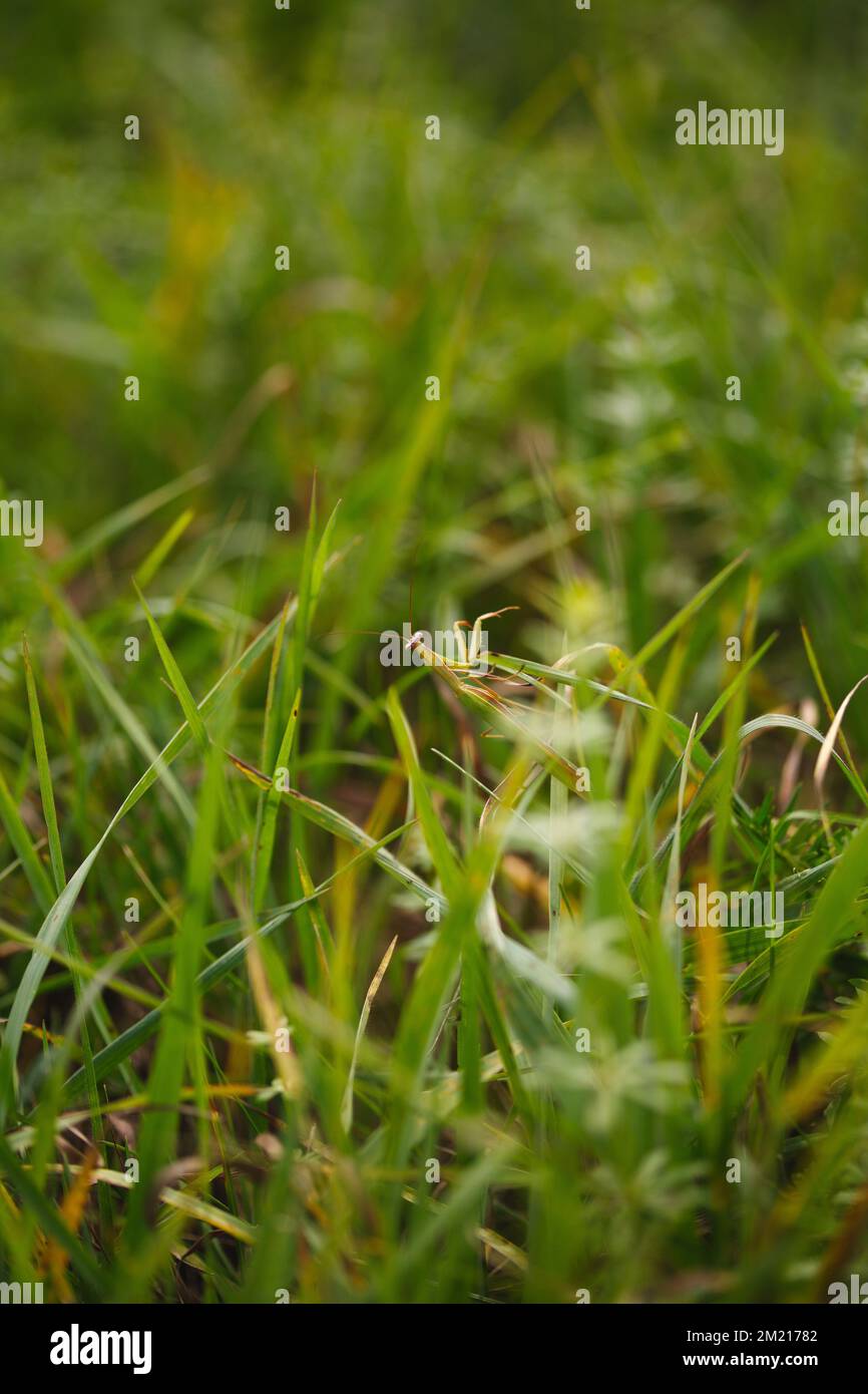A vertical selective focus of a praying mantis (Mantis religiosa) on ...