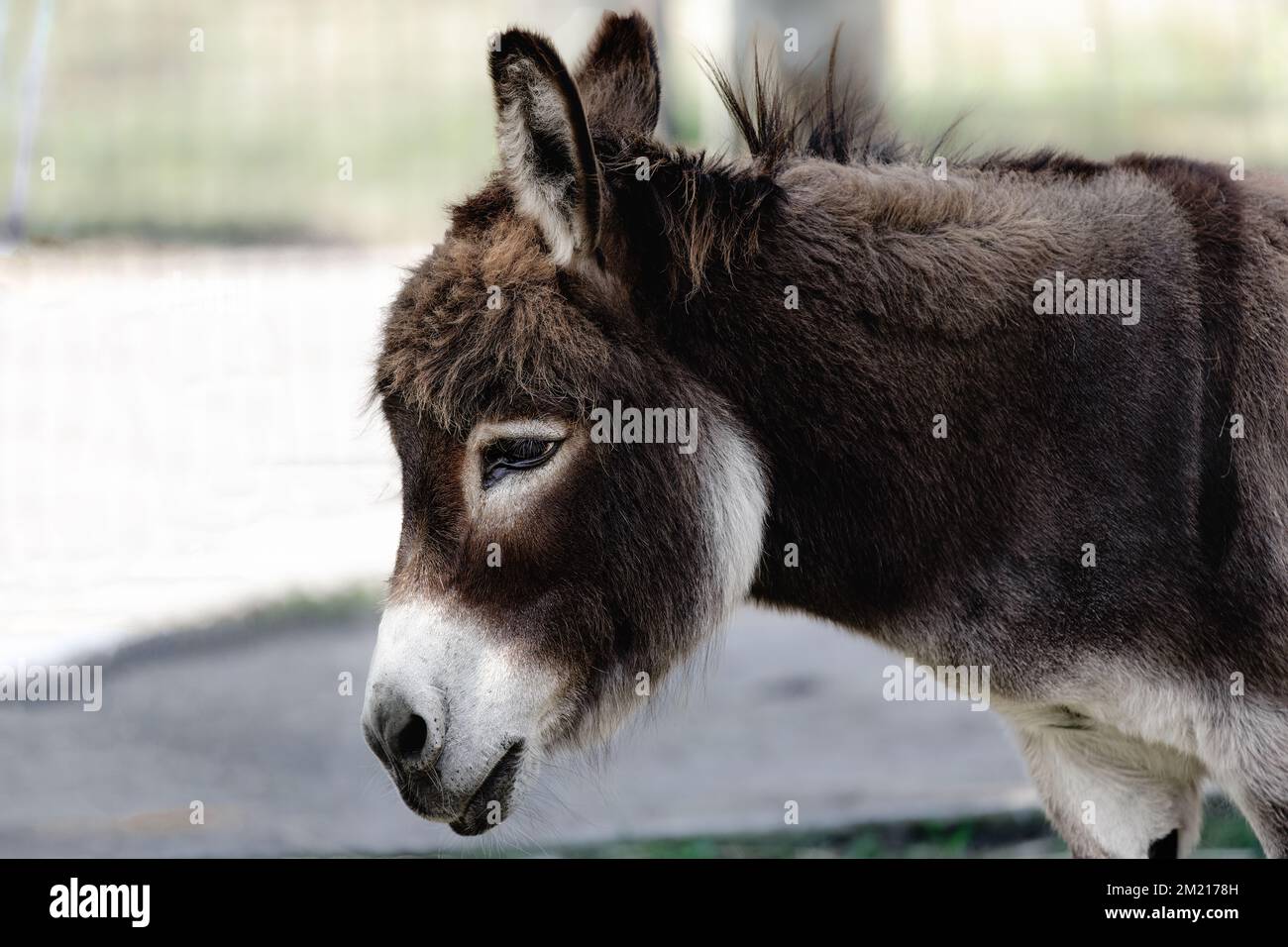 A selective closeup focus of a cute donkey (Equus asinus) standing on a ...