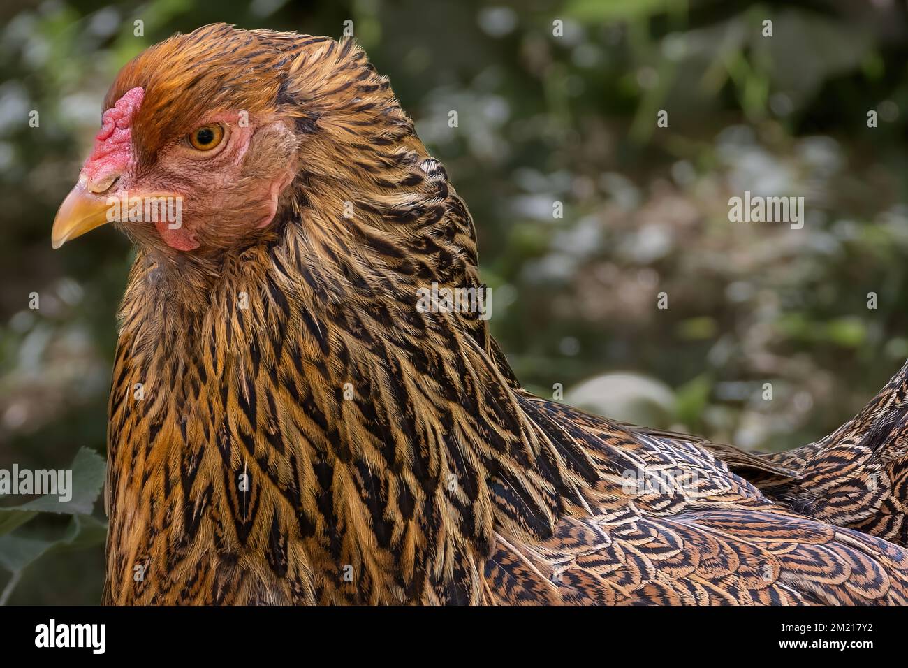 A closeup of a Brahma chicken side profile captured in a garden Stock ...