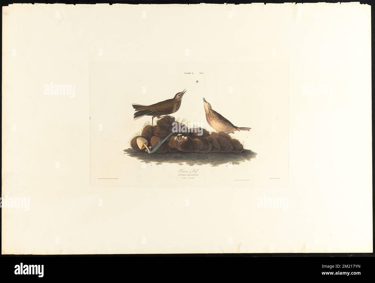 Brown lark : Anthus aquaticus. 1. Male. 2. Female. c.2 v.1 plate 10 ...