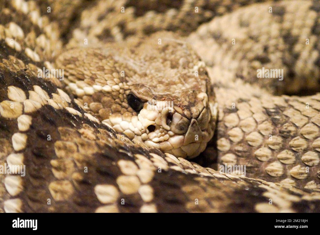 A close up of a big rattlesnake Stock Photo - Alamy