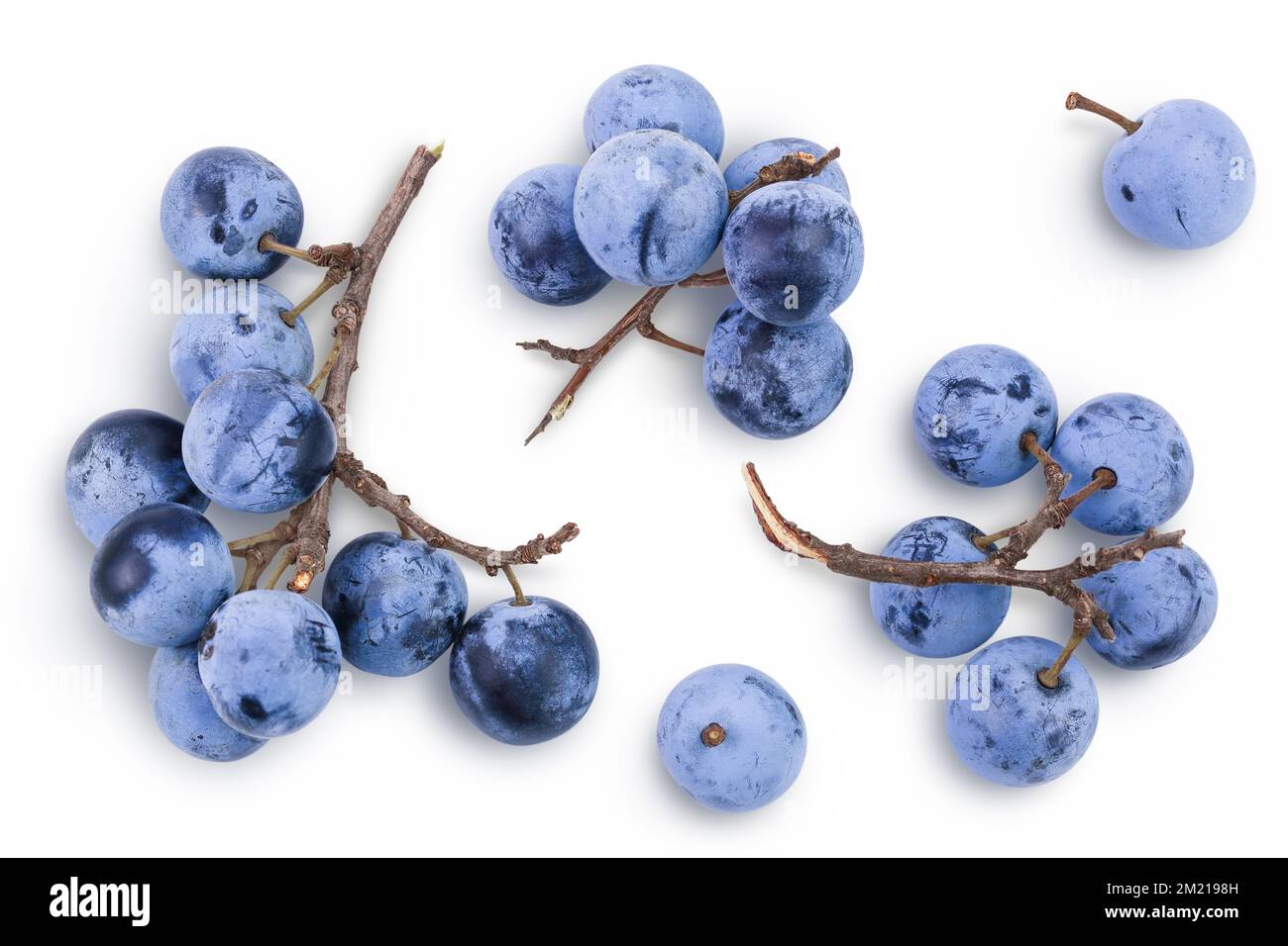 Fresh blackthorn berries with twig, prunus spinosa isolated on white ...