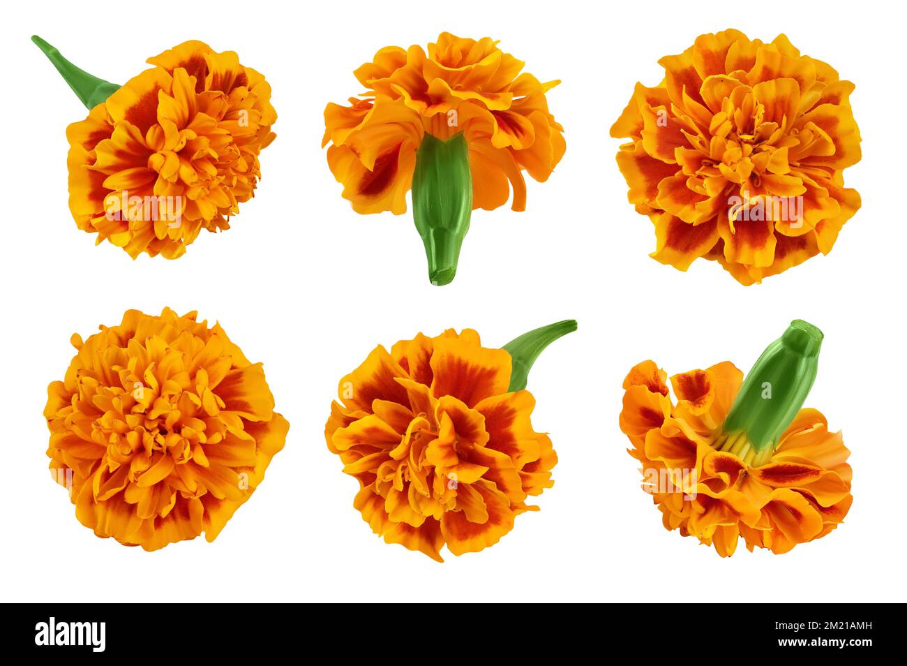 fresh marigold or tagetes erecta flower isolated on white background ...