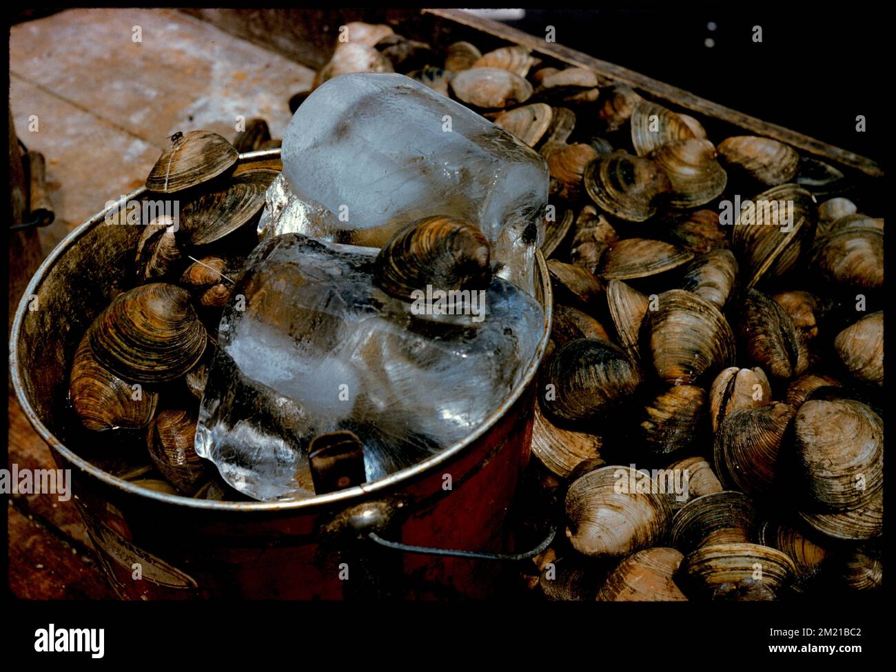 Bucket of oysters , Oysters. Edmund L. Mitchell Collection Stock Photo ...