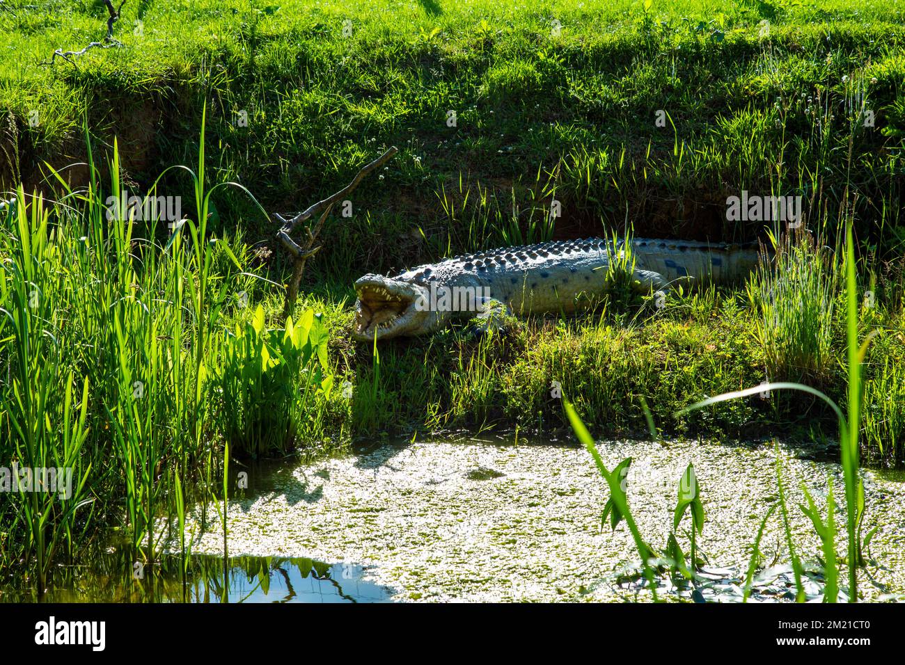 Replica of a crocodile by a pond at Jimmy's Farm & Wildlife Park ...