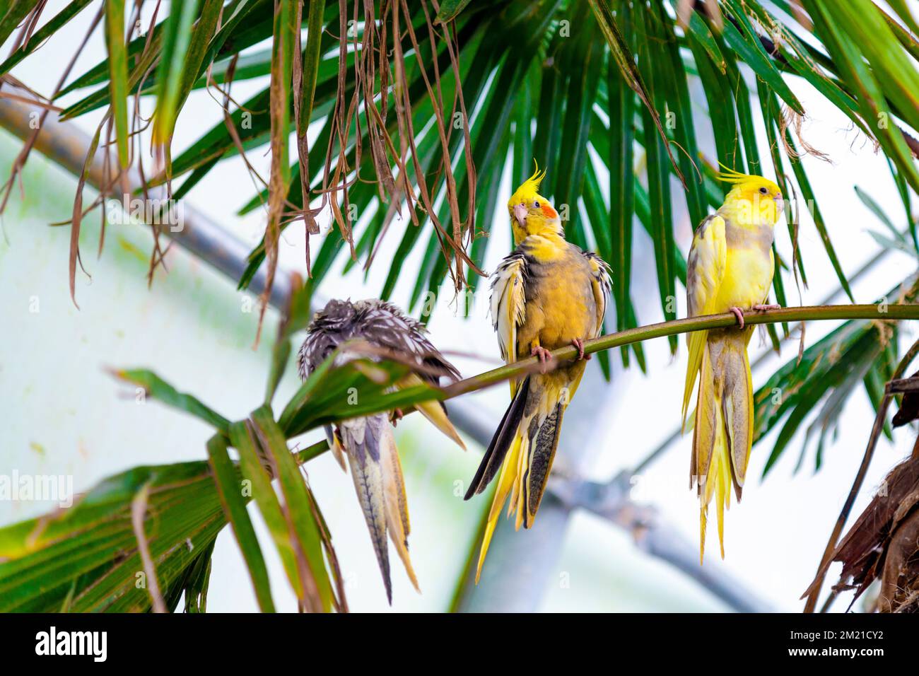 Cockatiel cockatiels bird birds hi-res stock photography and images - Alamy