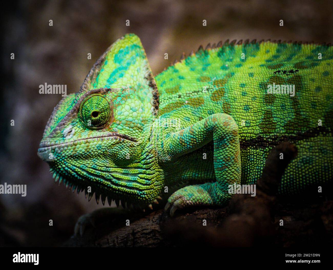 Chameleon standing hi-res stock photography and images - Alamy