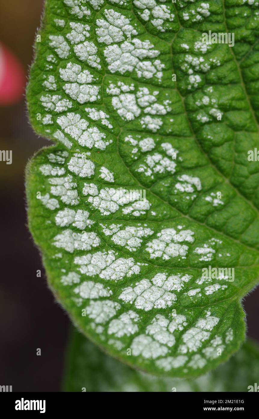 Brunnera plant hi-res stock photography and images - Alamy
