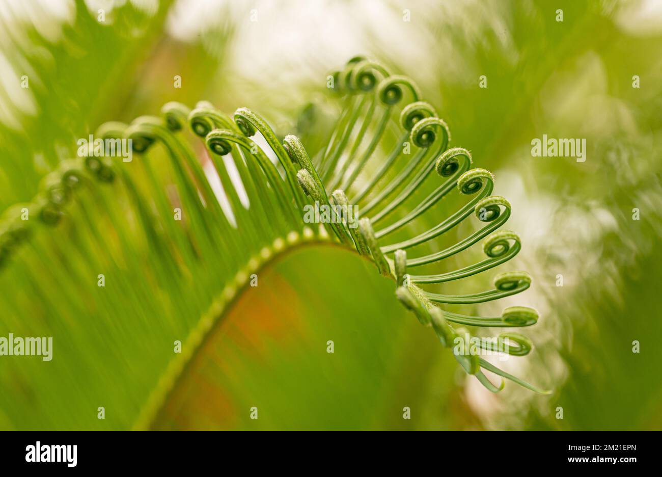 Cycada hi-res stock photography and images - Alamy