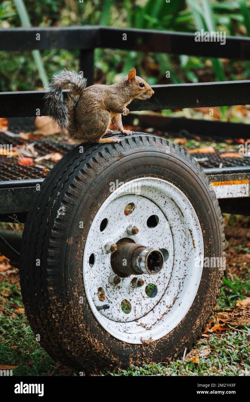 Squirrel sitting on a trailer wheel Stock Photo - Alamy