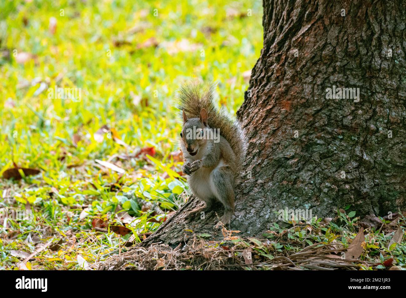 Squirrel eating an acorn Stock Photo - Alamy