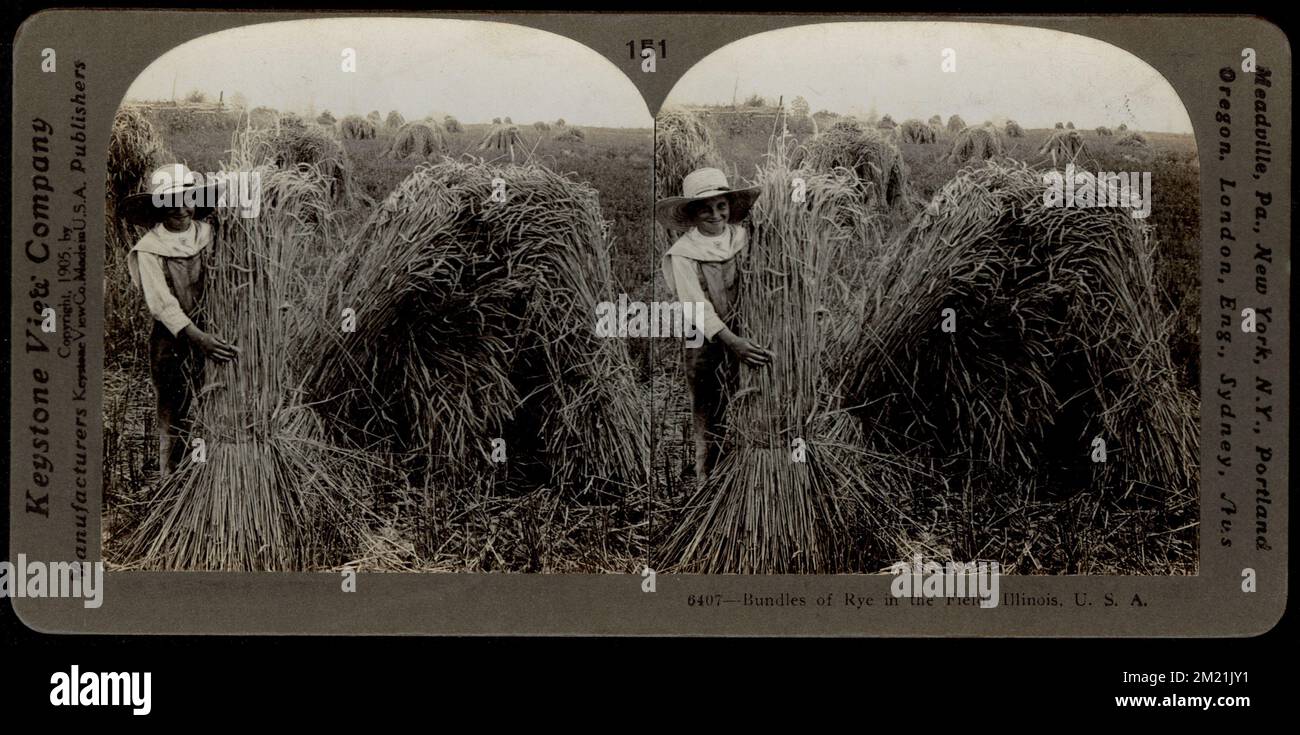 Bundles of rye in the field, Illinois , Rye Stock Photo - Alamy