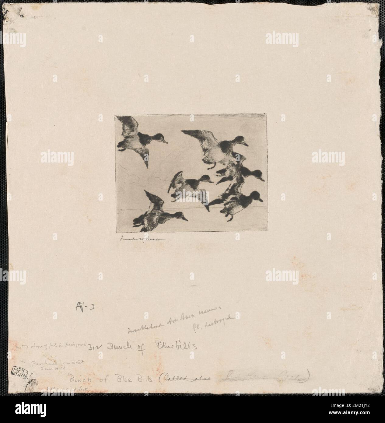 Bunch of bluebills , Ducks, Flying, Greater scaup. Frank W. Benson ...
