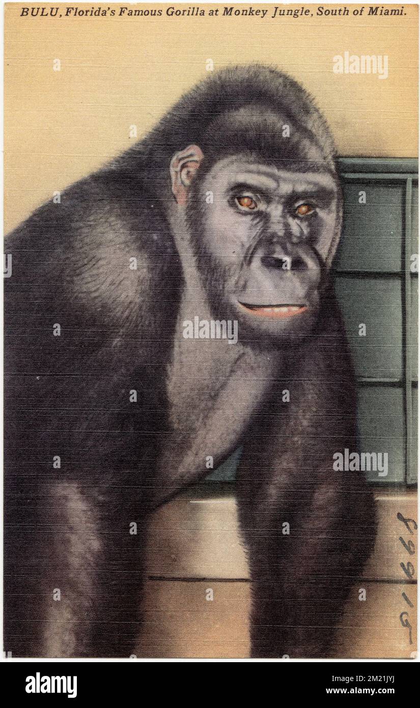 Bulu, Florida's famous gorilla at Monkey Jungle, south of Miami ...