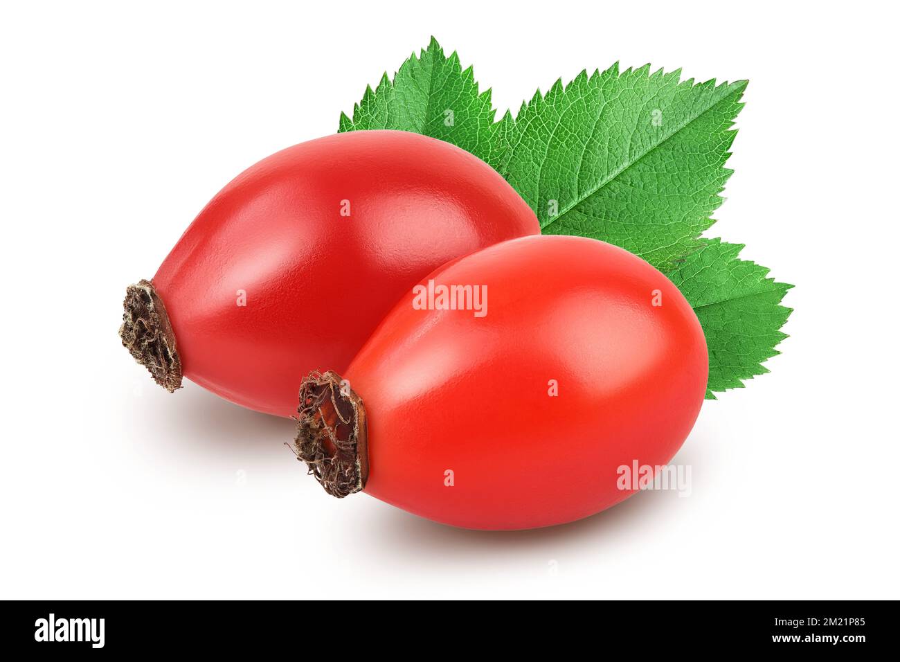 Rose hip isolated on a white background with full depth of field Stock ...