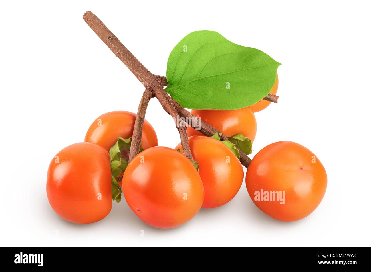 Persimmon fruit on the branch isolated on white background with full ...