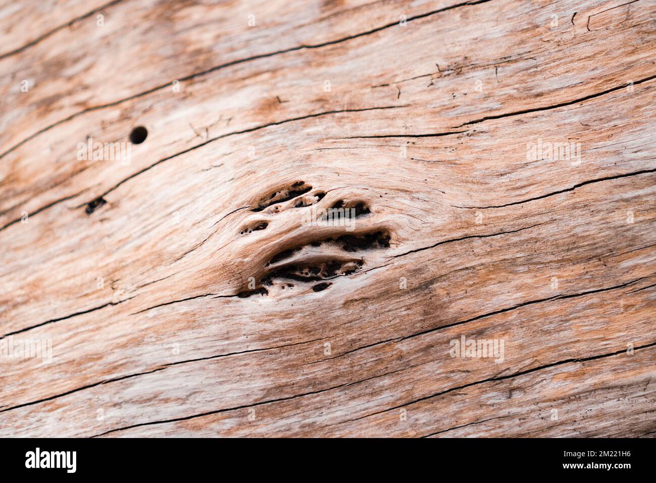 interesting knots in a fallen tree Stock Photo - Alamy