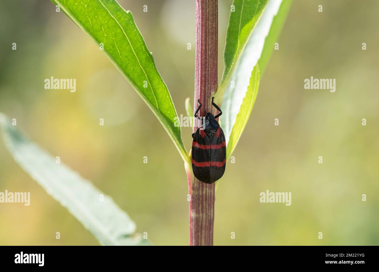 Red striped beetle hi-res stock photography and images - Alamy